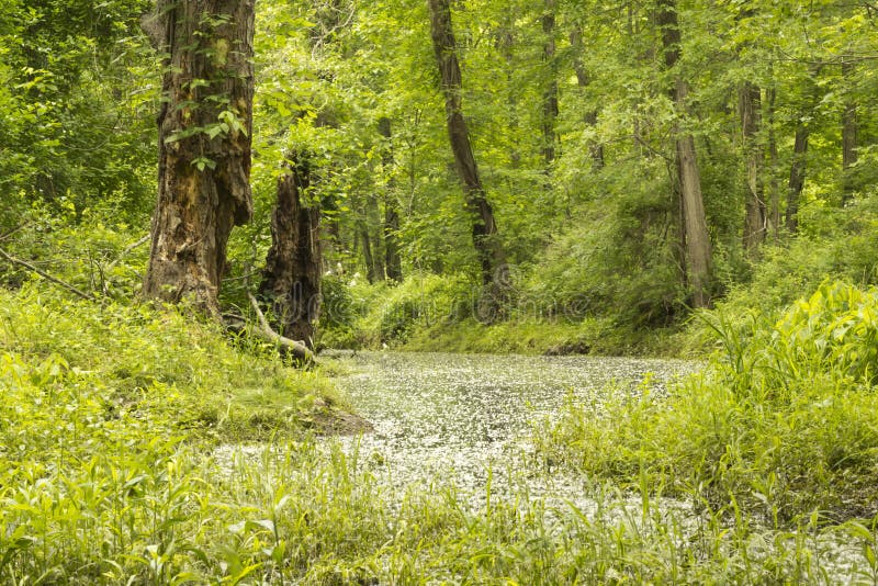 Magical Forest Swamp stock photo. Image of moody, reflection - 55042776