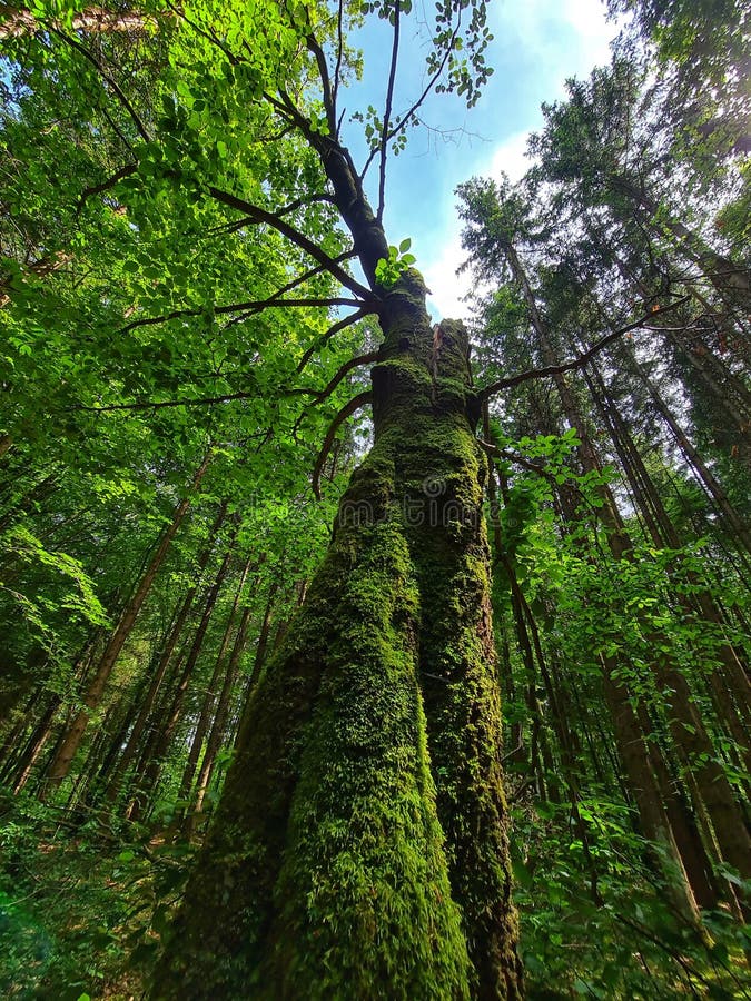 Magical forest tree stock photo. Image of branch, deciduous - 254298252