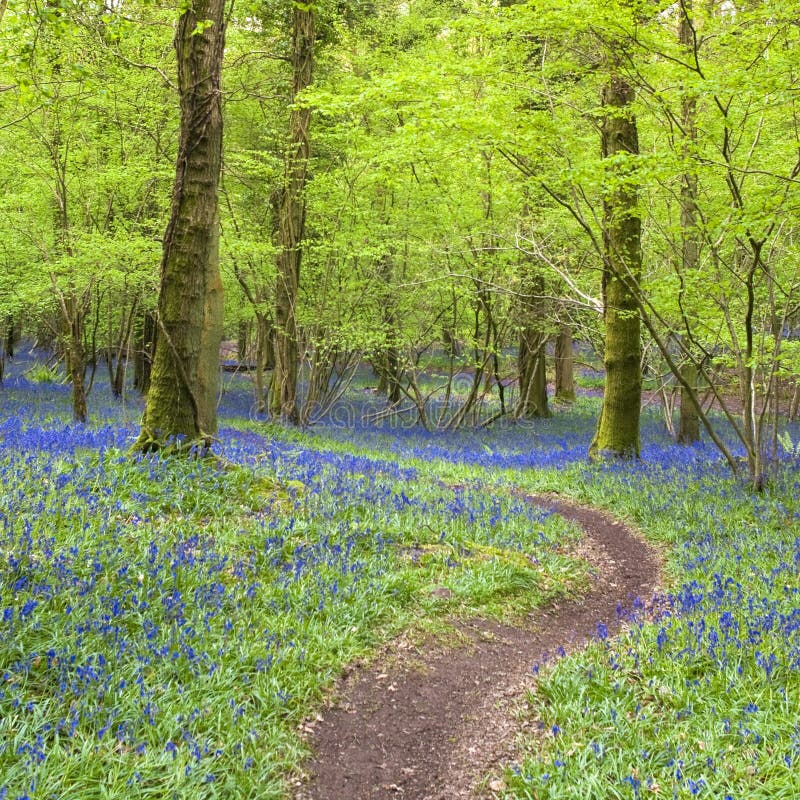 Magical Forest and Wild Bluebell Flowers Stock Image - Image of ...