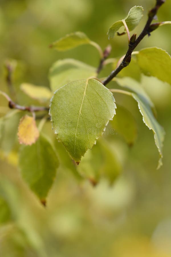 Magical Globe birch stock image. Image of magical, clump - 259237655