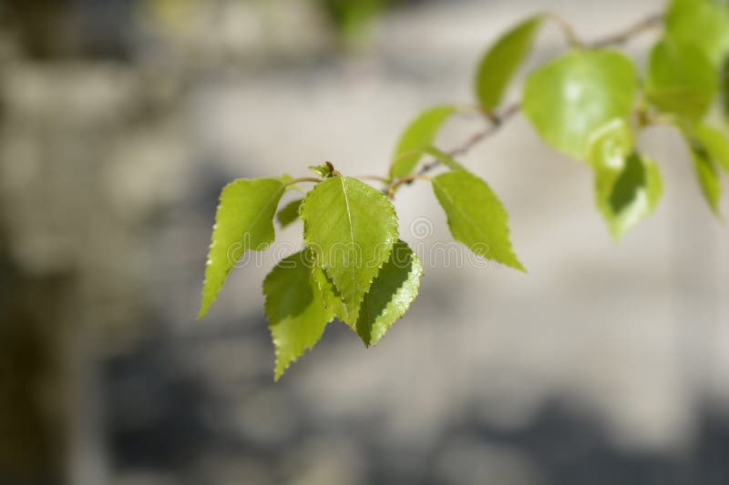 Magical Globe birch stock image. Image of plant, magical - 278913645