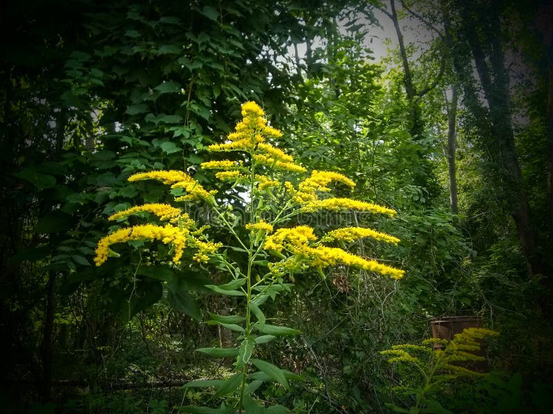 Magical Golden Rod stock photo. Image of woods, sunlight - 229647762