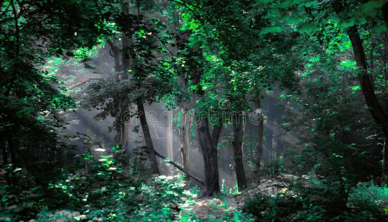 Magical Green Forest, the Rays of the Sun through the Leaves, Beautiful ...