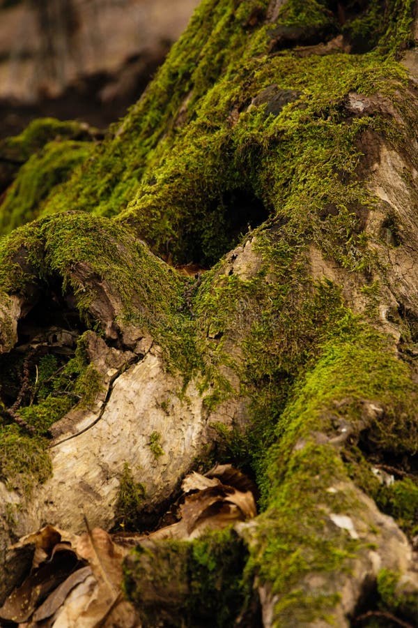 Magical Moss Fairy Forest. Lush Jungle Vegetation. Green Nature Stock ...