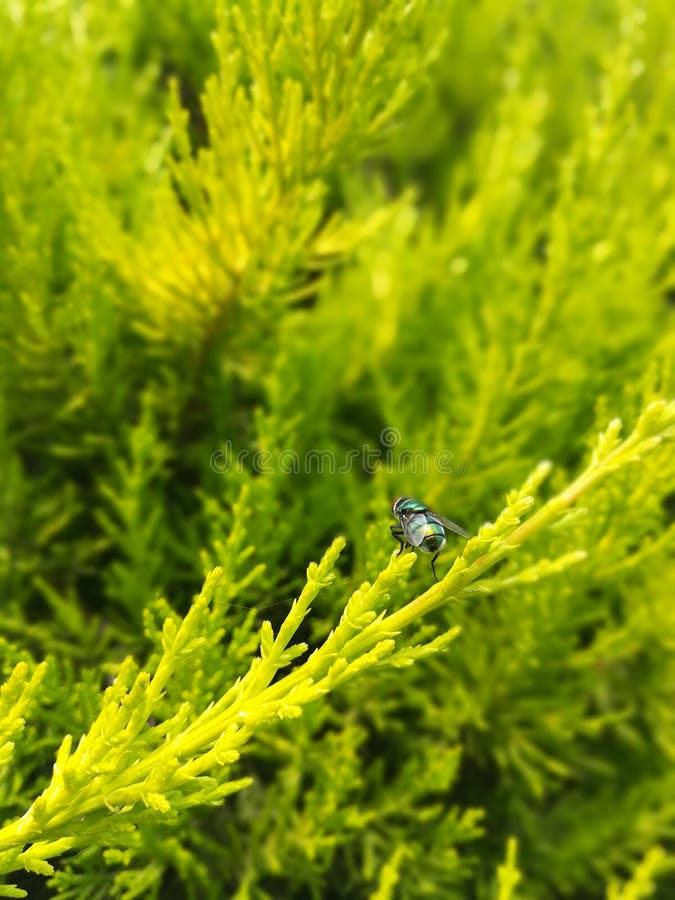 Magical insect stock image. Image of magical, view, morning - 124107009