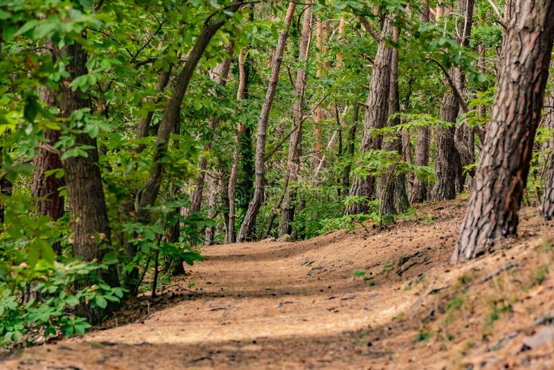 Magical Landscape with a Lot of Trees Along a Forest Path Stock Photo ...