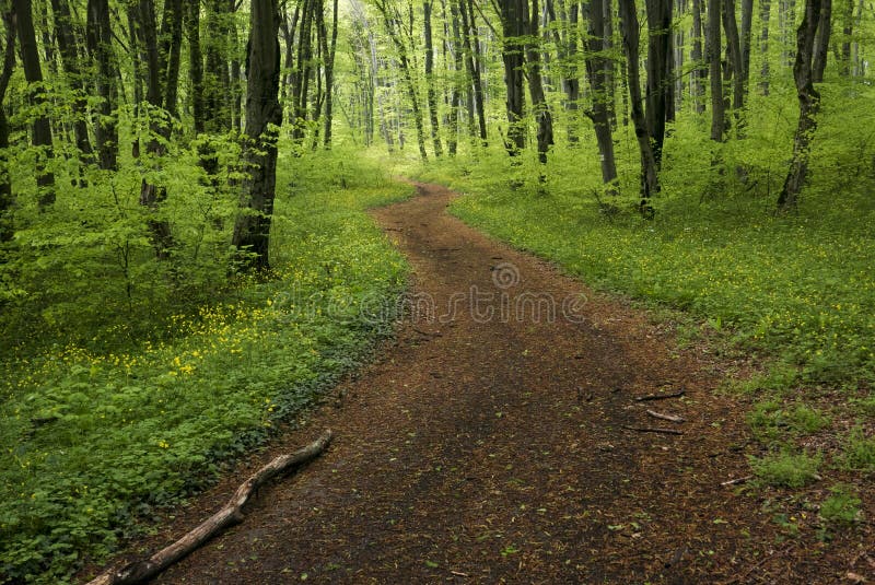 Magical road stock image. Image of forest, fairy, magic - 86259341