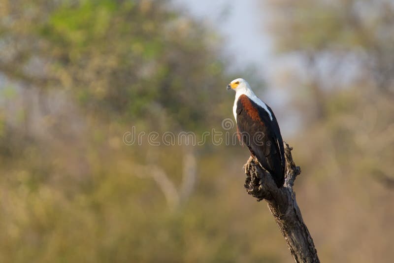 Magical Lone Fish Eagle Sit in a Tree in the African Sun Stock Image ...