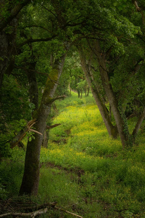 Magical Mystical Forest. Fairy Tale Trails Of The Woods Stock Image ...