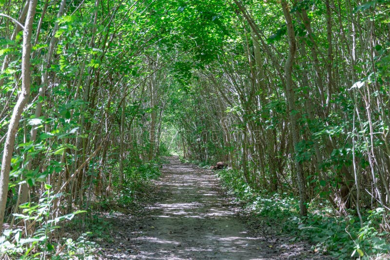 Magical Natural Arch and Footpath. Green Archway Shaped by Branches in ...