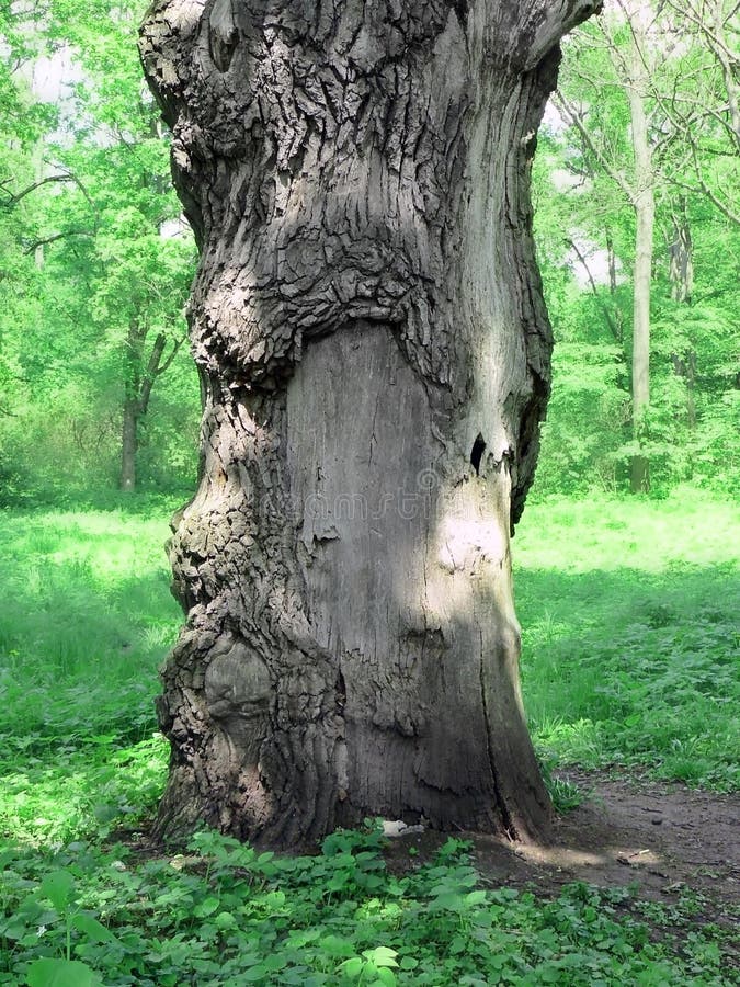 Magical old oak stock image. Image of arboretum, input - 44296263
