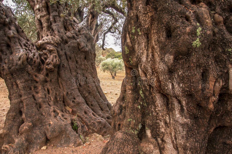Magical Old Olive Trees, Olive Grove,botany Stock Image - Image of ...