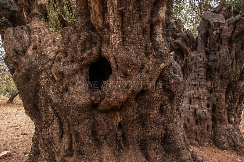 Magical Old Olive Trees, Olive Grove,botany Stock Image - Image of ...