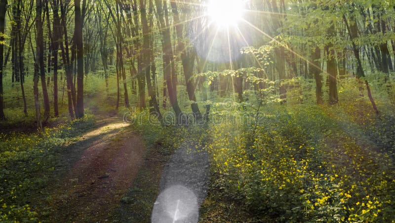 Magical path stock image. Image of fantasy, land, outdoor - 86259135