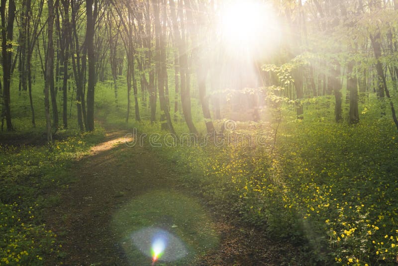 Magical path stock photo. Image of golden, country, road - 86259448