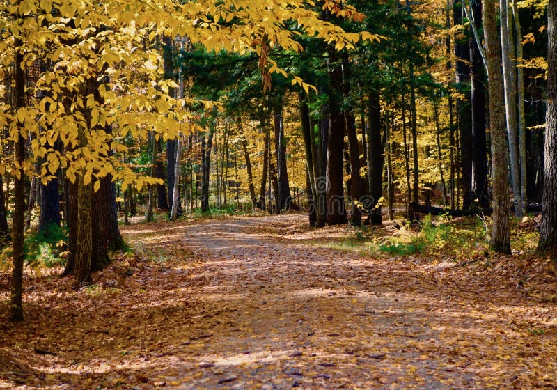 Magical Path Winding through a Thick Fall Forest Stock Image - Image of ...