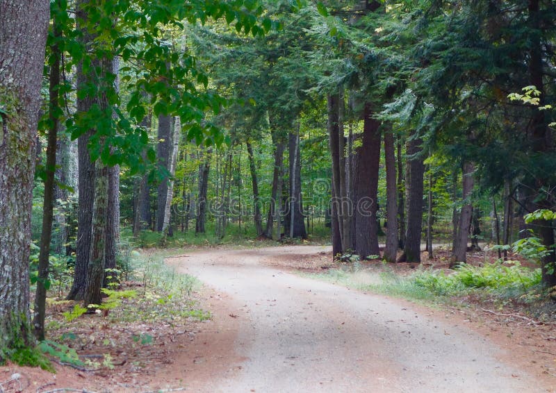 Magical Path Winding through a Thick Green Forest Stock Image - Image ...