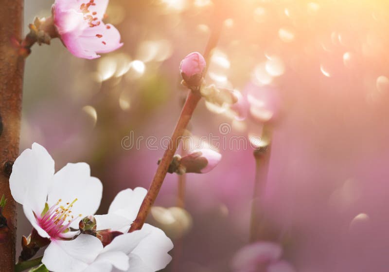 A Magical Photo of Spring Flowering Gardens. Stock Image - Image of ...