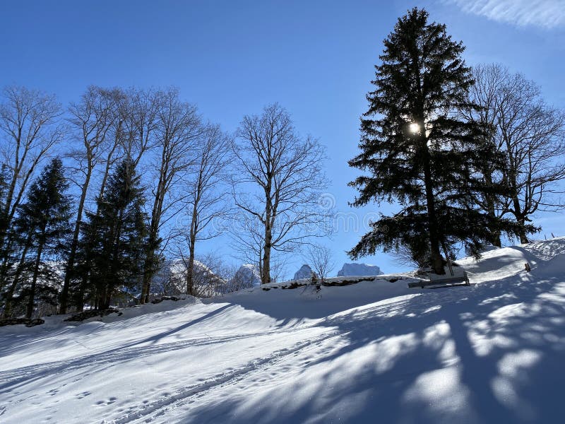 A Magical Play of Sunlight and Shadow during the Alpine Winter on the ...