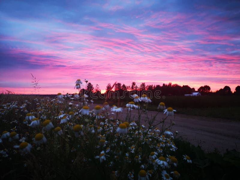 Purple Sunset in the Fields Stock Photo - Image of skyline, light ...