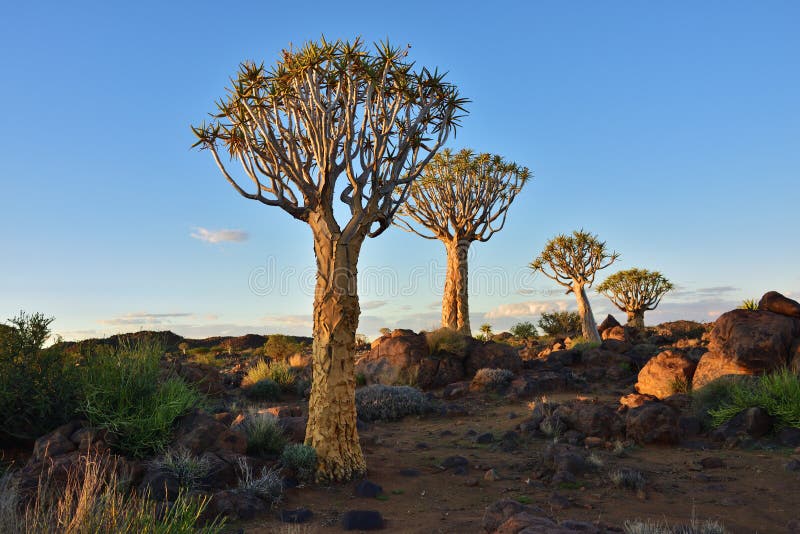 Quiver Tree Forest Namibia stock image. Image of desert - 100199461