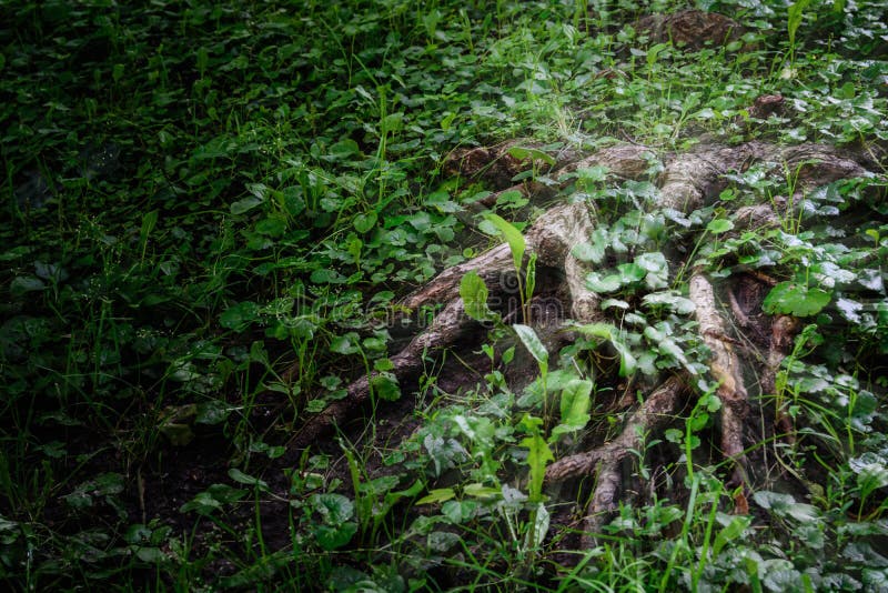 The Magical Roots of the Old Oak Tree Under the Green Grass. Deep Dark ...