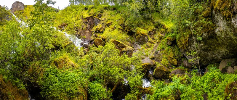Magical Small Forest at Iceland South Coast Stock Image - Image of ...