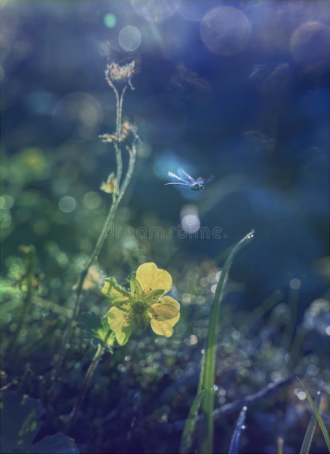 Magical spring, close up stock image. Image of flower - 176752335