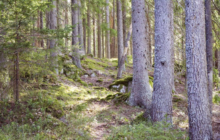 Magical Spring Forest with Sunlight Seeping in. Stock Photo - Image of ...