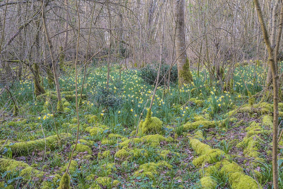 Magic Spring Forest with Wild Daffodils and Moss on the Tree Stock ...