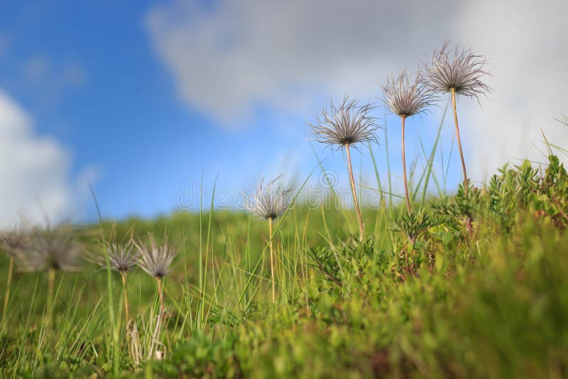 Magical Spring Landscape with Flowers and Mountains in Background ...
