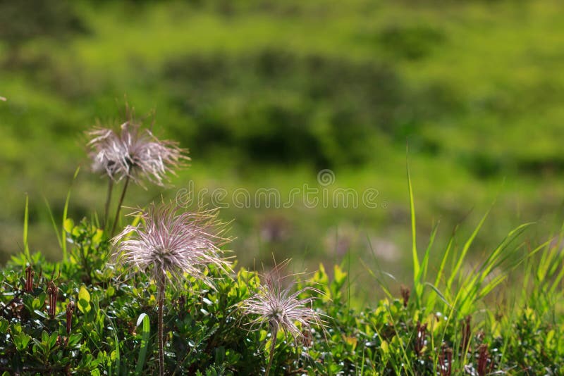 Magical Spring Landscape with Flowers and Mountains in Background ...