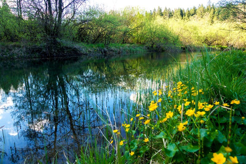 Magical Spring Background, Purple Crocuses, Spring Flowers Stock Photo ...