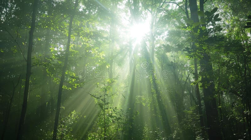 Magical Summer Scenery in a Dreamy Forest, with Rays of Sunlight Stock ...