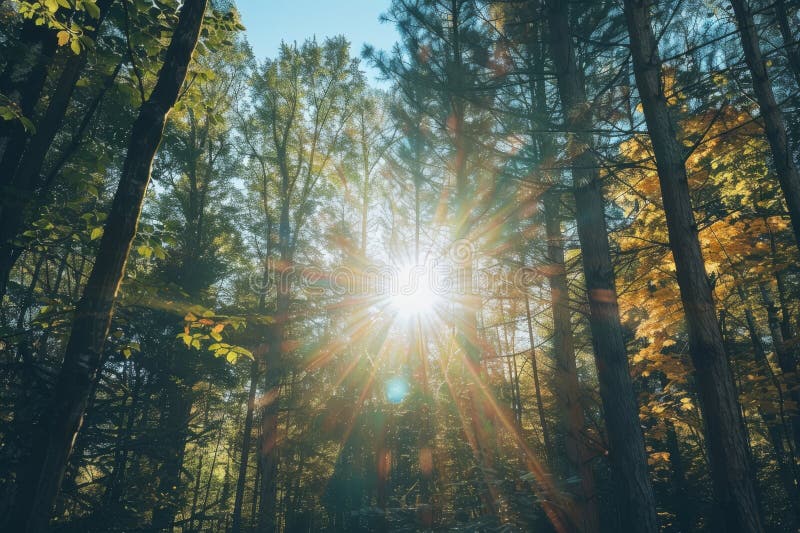 Magical Summer Scenery in a Dreamy Forest, with Rays of Sunlight Stock ...
