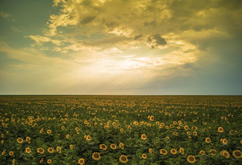 Mystic sunflowers stock photo. Image of golden, growth - 5807472