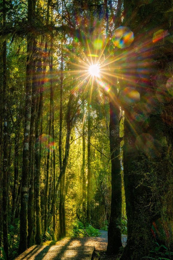 Magical Sunlight of Orbs and Rays of Sun through the Tall Trees in the ...