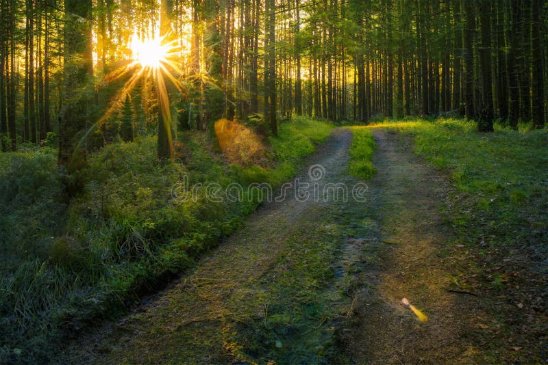 Magical Sunset in the Forest Stock Photo - Image of sunlight, summer ...