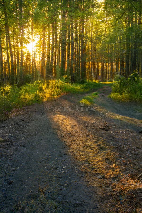 Magical Sunset in the Forest Stock Photo - Image of sunlight, summer ...