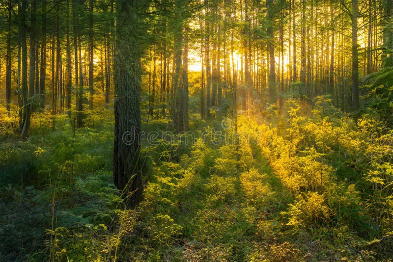 Magical Sunset in the Forest Stock Photo - Image of sunlight, summer ...
