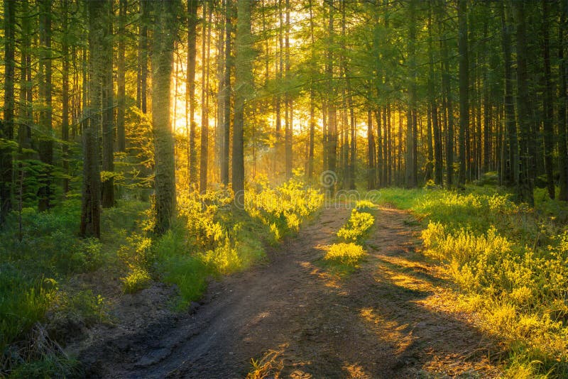 Magical Sunset in the Forest Stock Photo - Image of colorful, shine ...