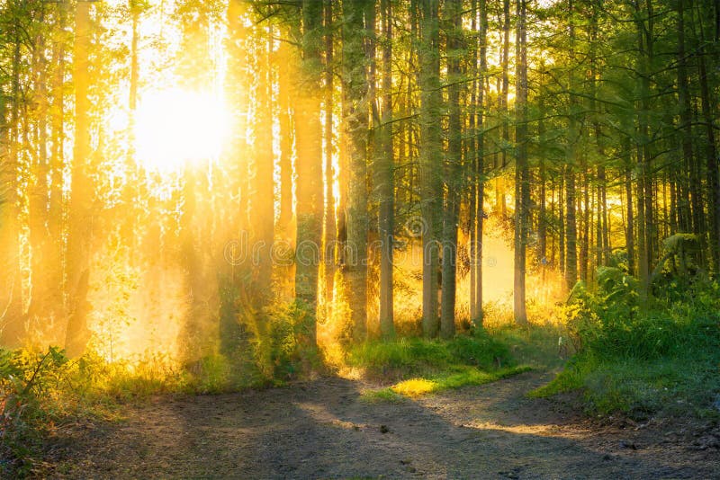 Magical Sunset in the Forest Stock Photo - Image of sunlight, summer ...