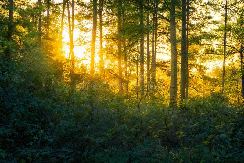 Magical Sunset in the Forest Stock Photo - Image of sunlight, summer ...
