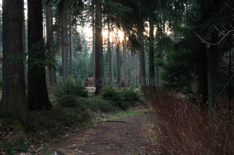 Magical Sunset in the Forest Stock Image - Image of hiking, silhouette ...