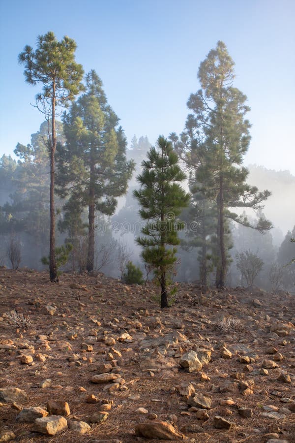 Sunset Over Misty Pine Tree Forest Stock Image - Image of dawn, cloud ...