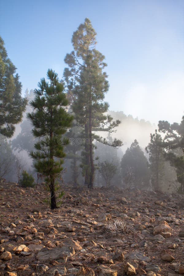 Sunset Over Misty Pine Tree Forest Stock Image - Image of mist ...