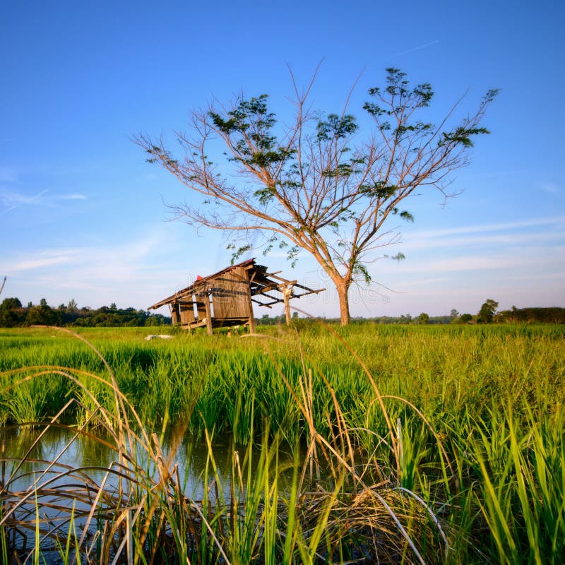 Magical sunset with tree stock photo. Image of amazing - 160133888