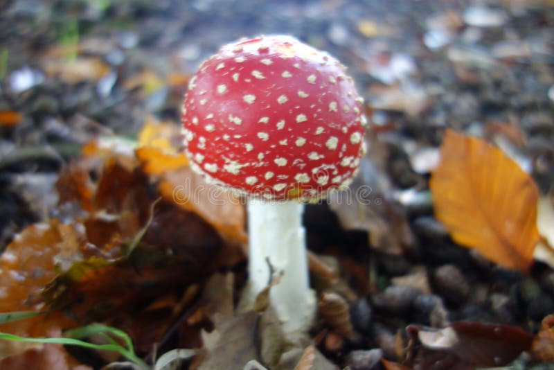 Magical Toadstool stock image. Image of magical, fall - 161252909