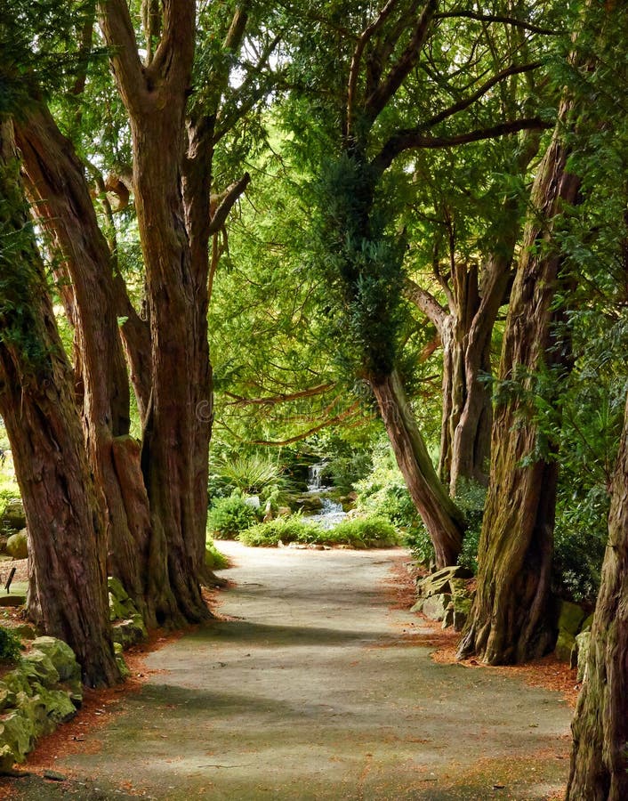 Magical Tree Alley stock image. Image of falling, europe - 43884549