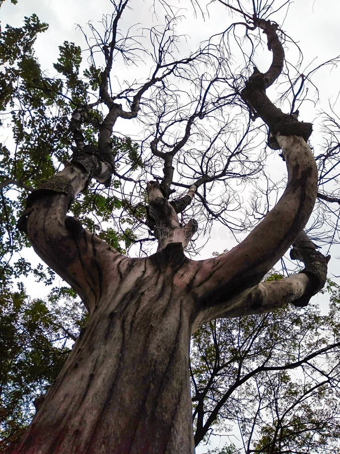 Magical tree without leaf stock photo. Image of wood - 249453230